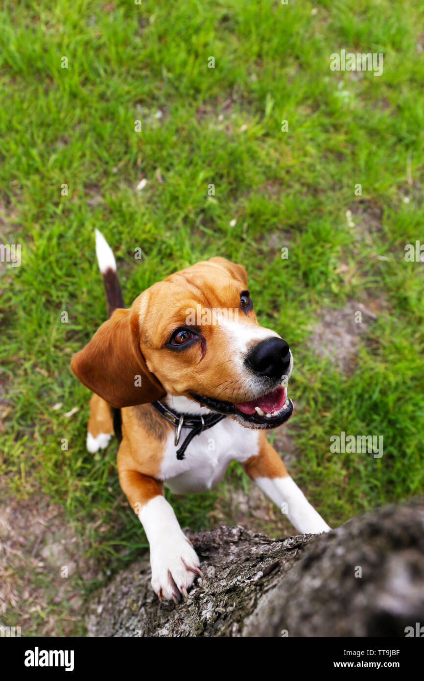 Funny cute dog in park Stock Photo - Alamy