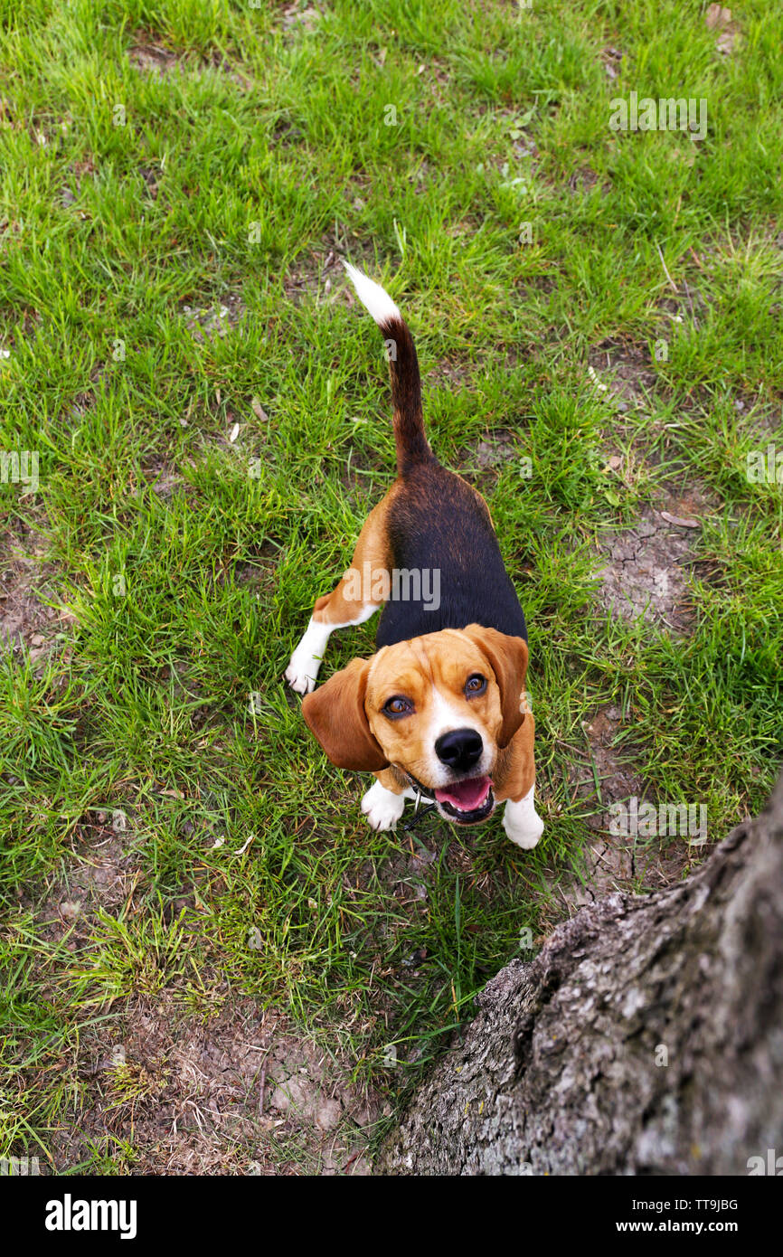 Funny cute dog in park Stock Photo - Alamy