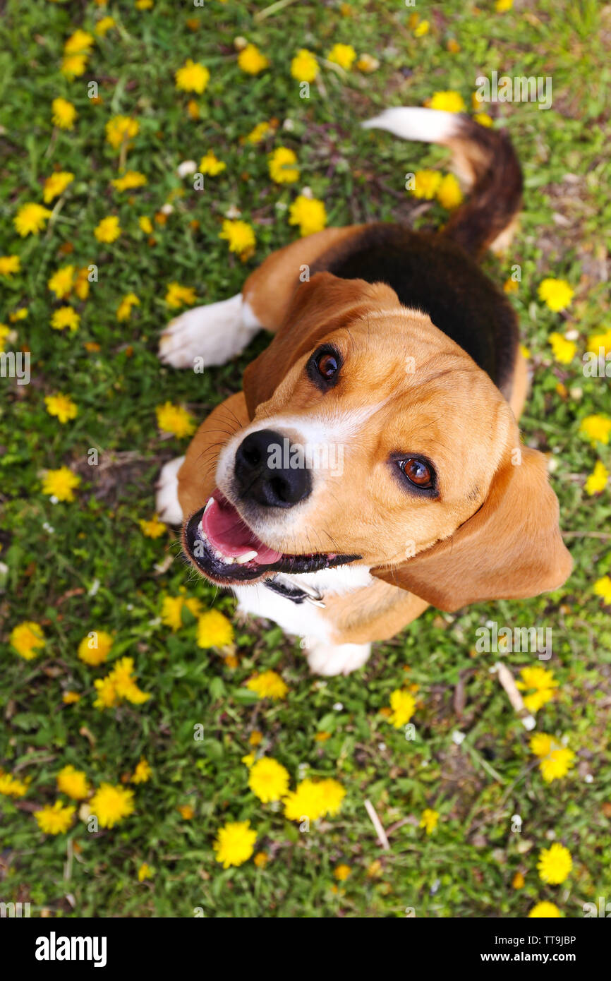 Funny cute dog in park Stock Photo - Alamy