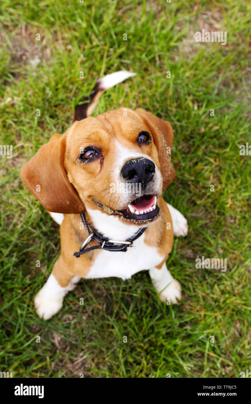 Funny cute dog in park Stock Photo - Alamy