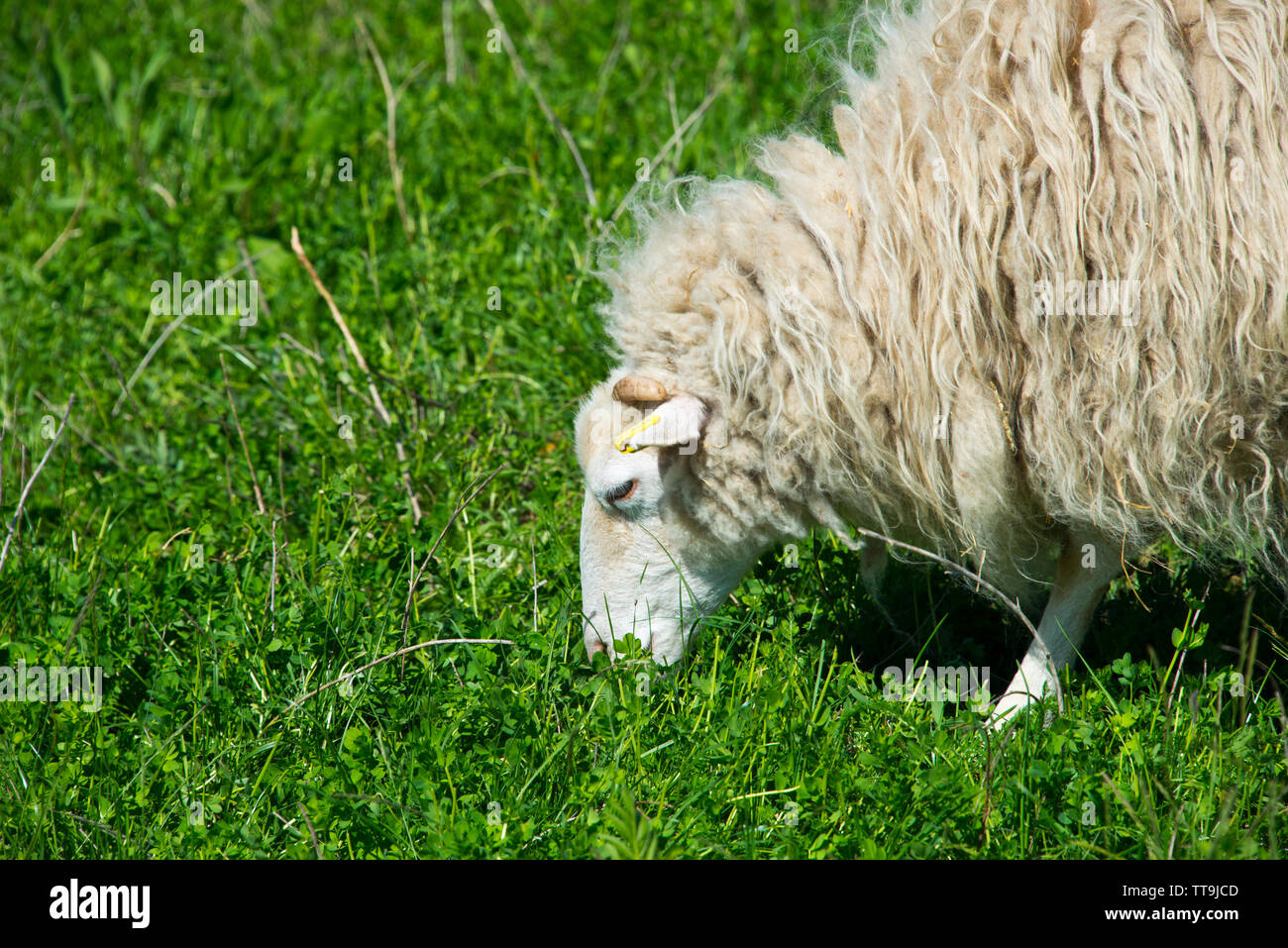 flock of skudde sheep. skudde are one of the oldest domesticated sheep ...