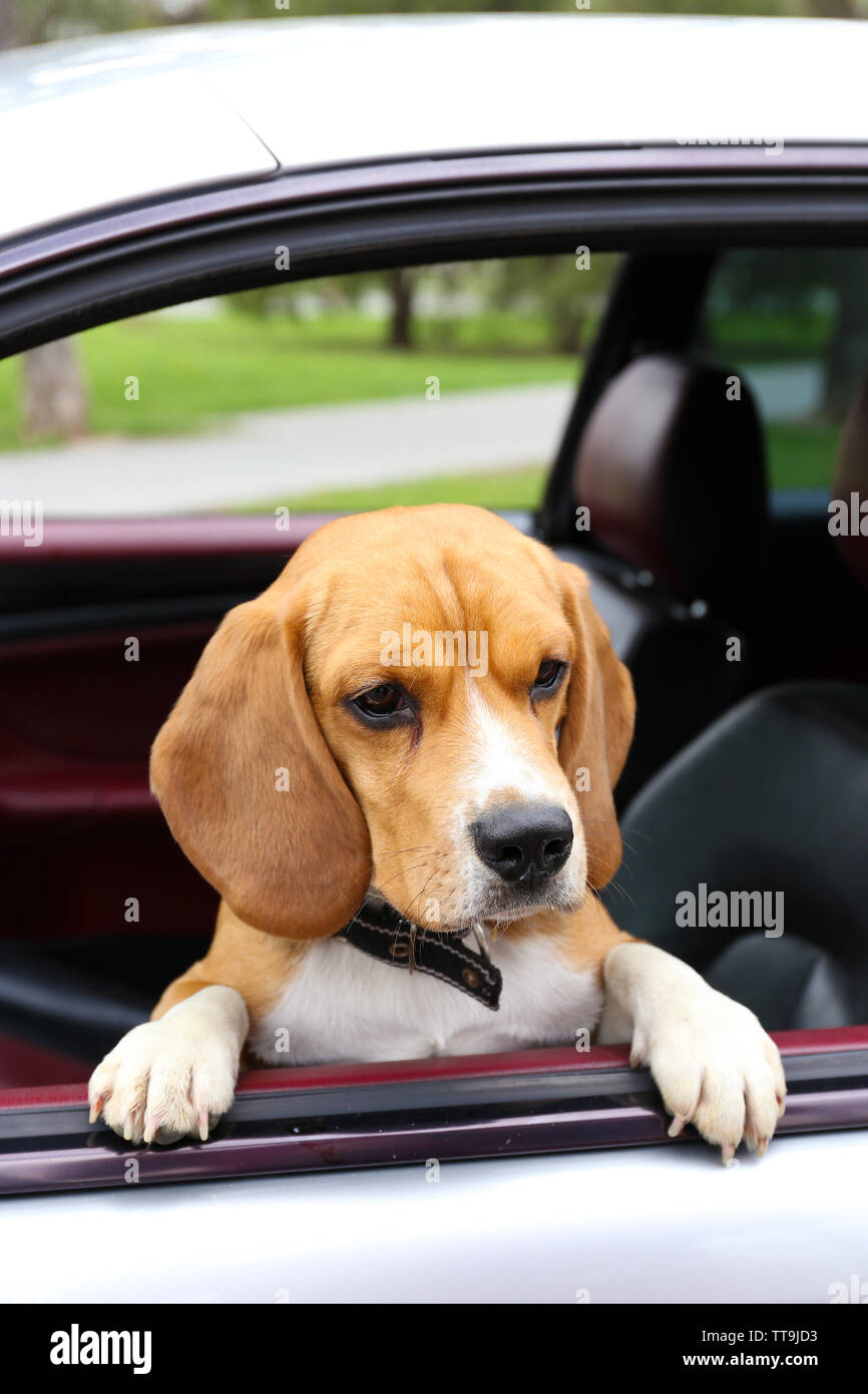 Funny cute dog in car Stock Photo - Alamy
