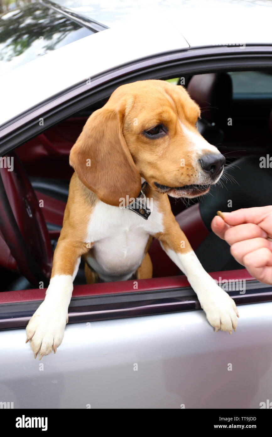 Funny cute dog in car Stock Photo - Alamy