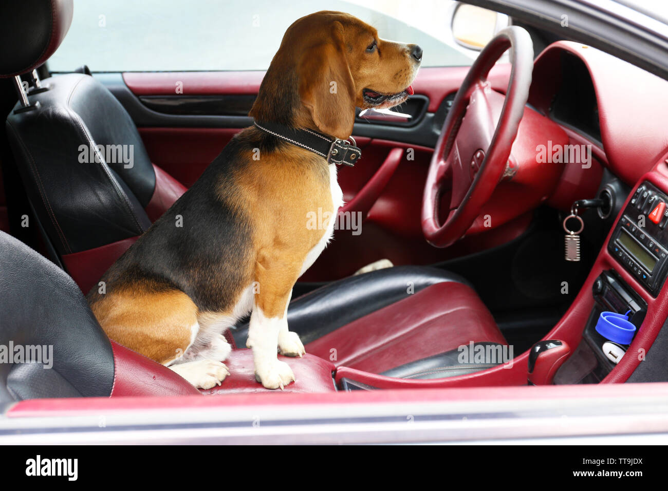 Funny cute dog in car Stock Photo - Alamy