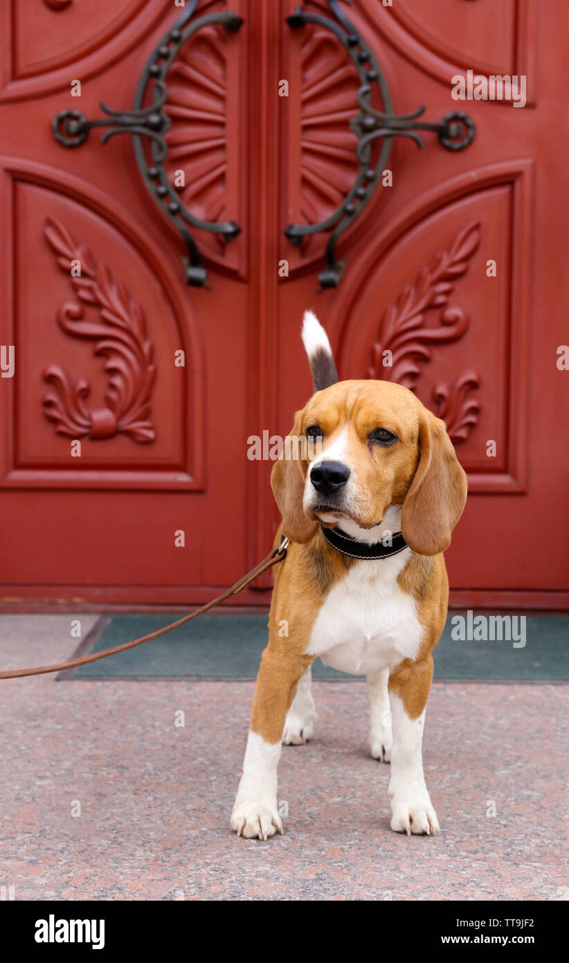 Funny cute dog near door at home Stock Photo - Alamy
