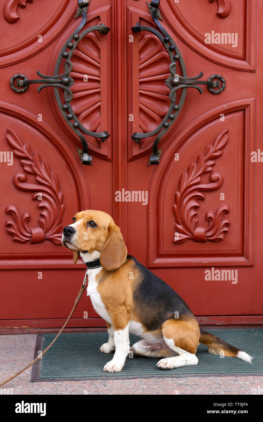 Funny cute dog near door at home Stock Photo - Alamy