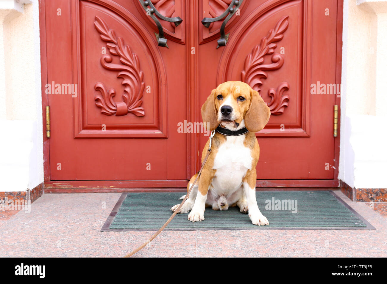 Funny cute dog near door at home Stock Photo - Alamy