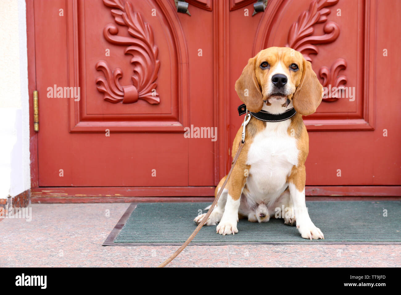 Cute dog near door hi-res stock photography and images - Alamy