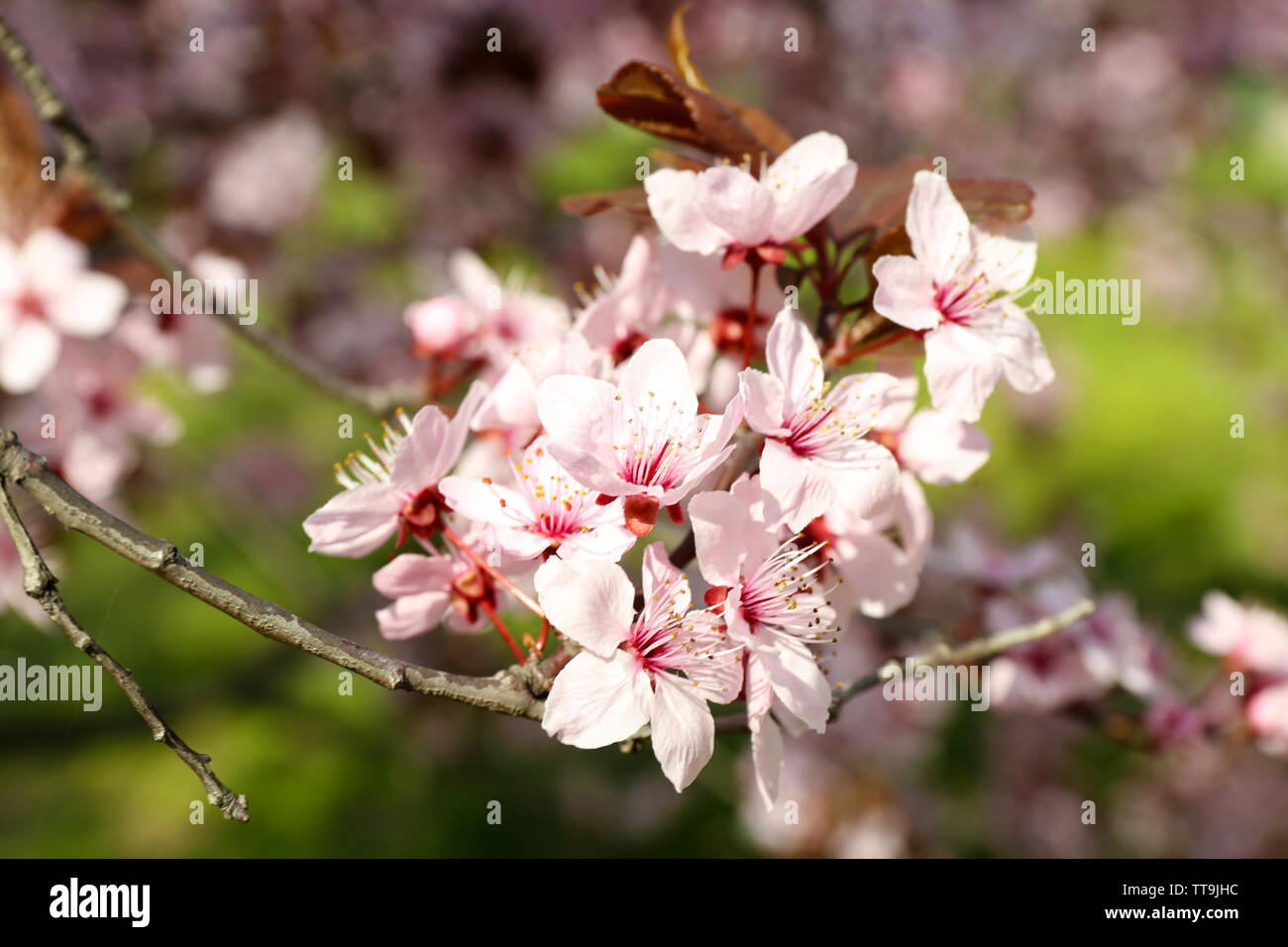 Blooming tree twigs with pink flowers in spring Stock Photo - Alamy