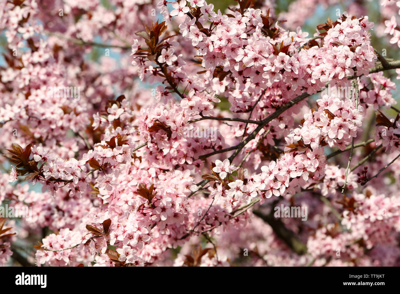 Blooming tree twigs with pink flowers in spring Stock Photo - Alamy