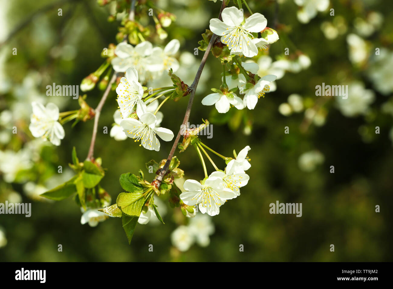 Blooming cherry tree twigs in spring Stock Photo - Alamy