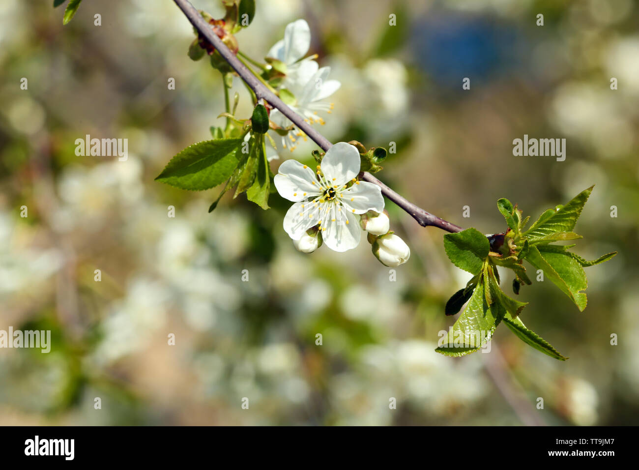 Blooming cherry tree twigs in spring Stock Photo - Alamy