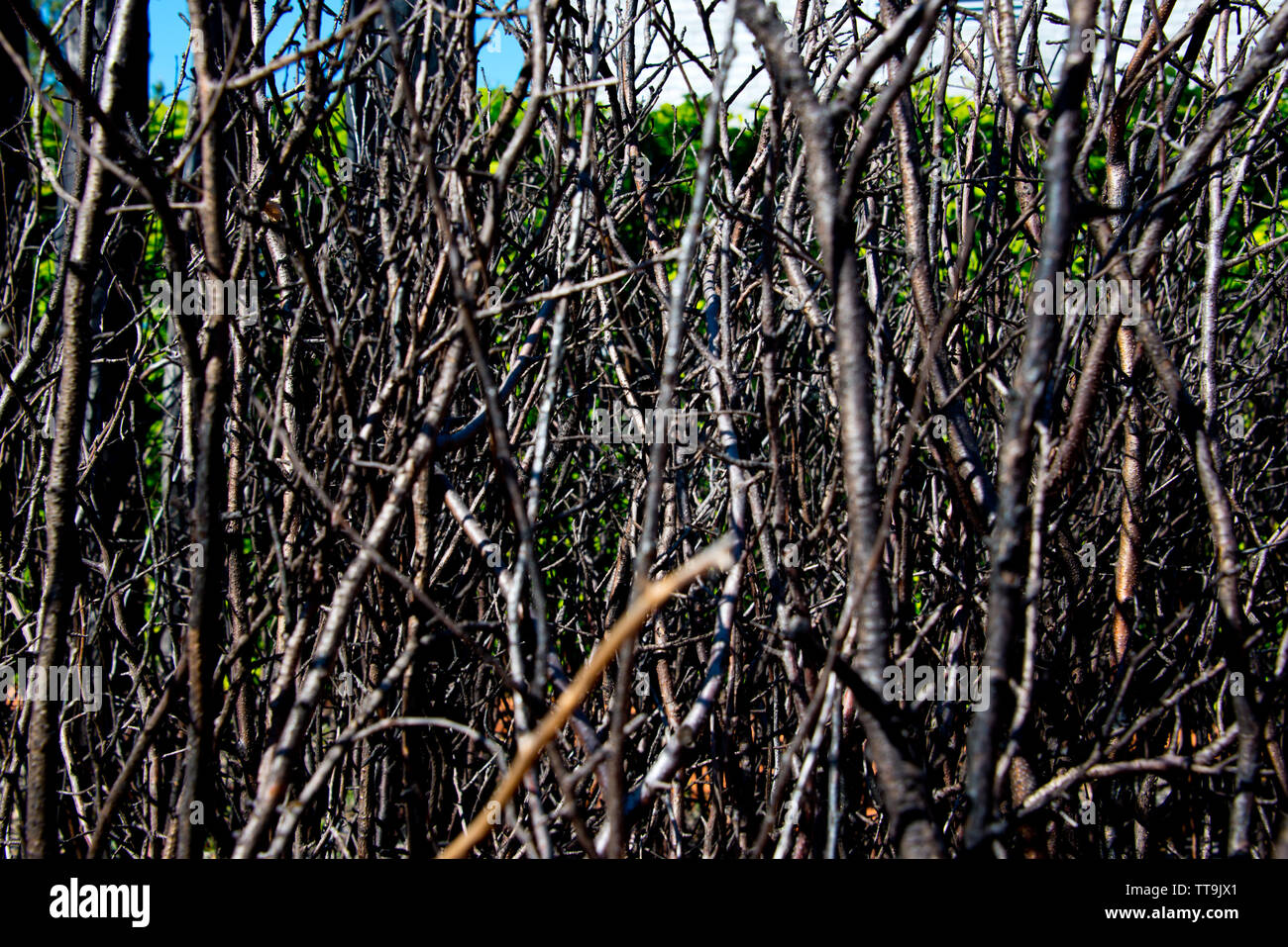 Thicket thorn hi-res stock photography and images - Alamy