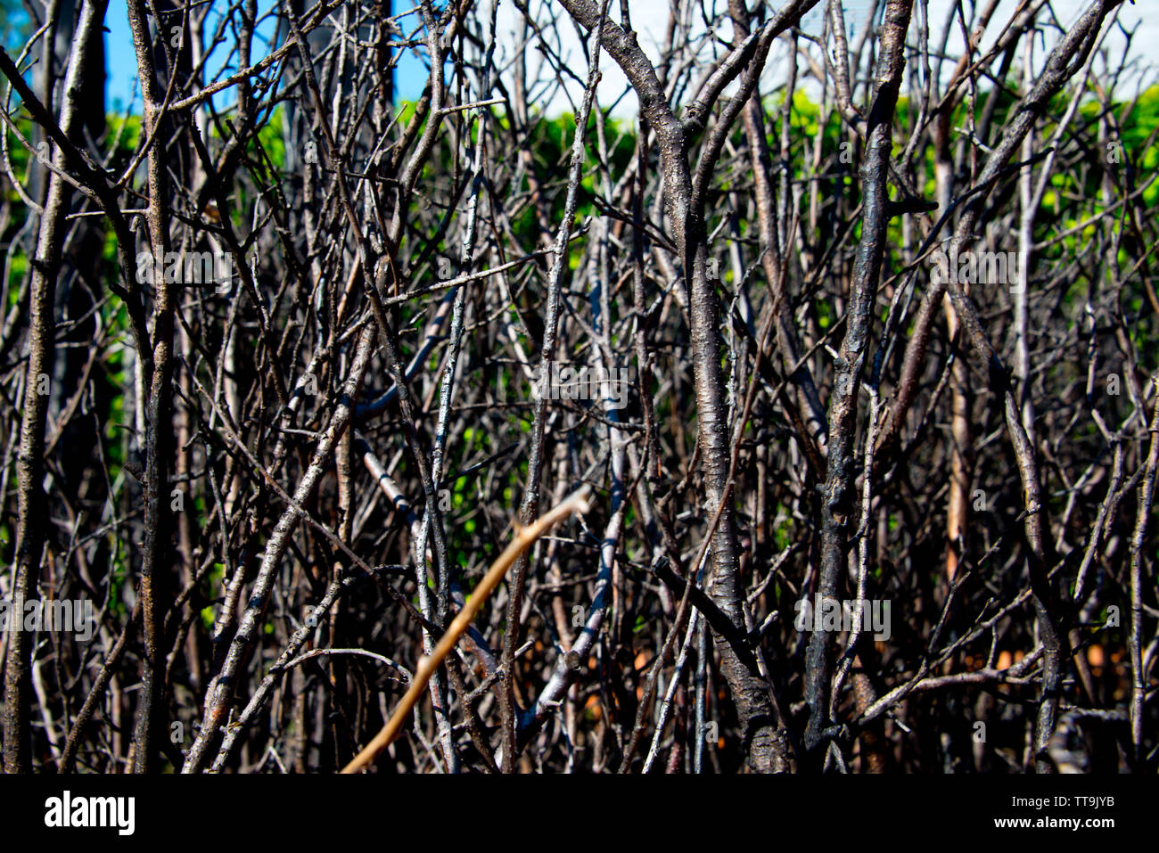 Thicket thorn hi-res stock photography and images - Alamy