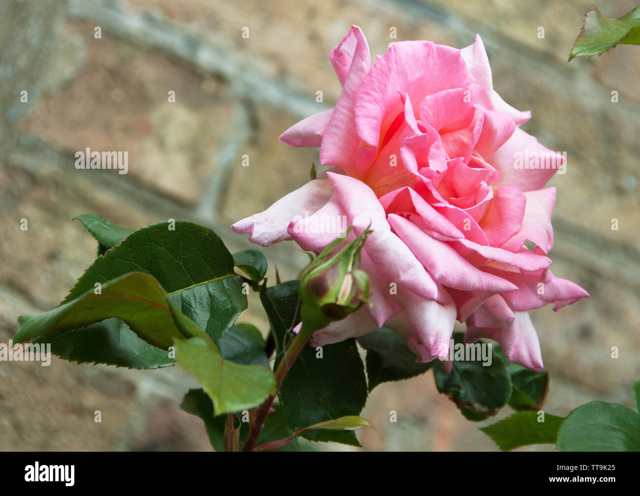 Hybrid pink rose - possibly Rosa 'Congratulations' Stock Photo - Alamy