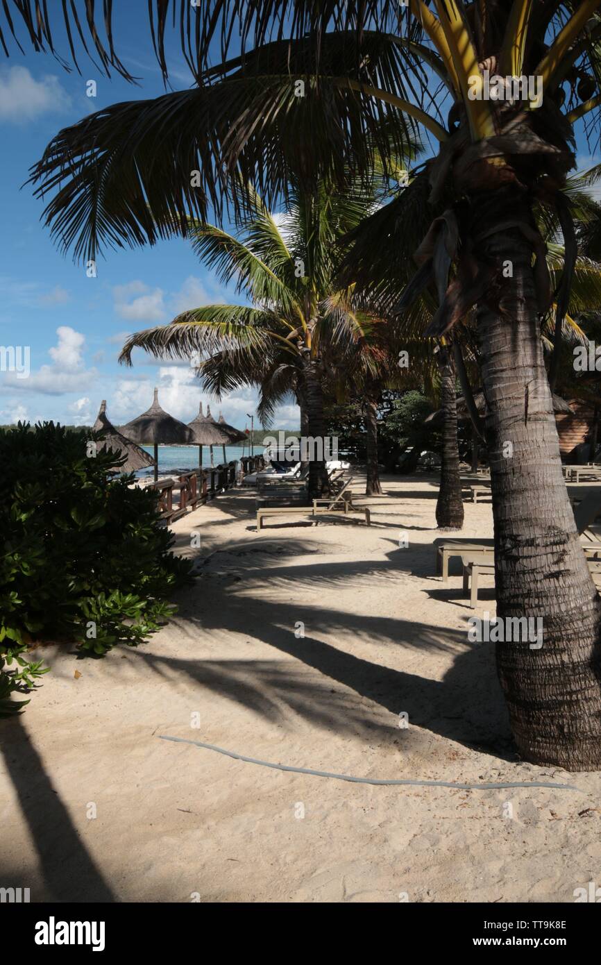 Palm trees on the beach front in Mauritius Stock Photo - Alamy