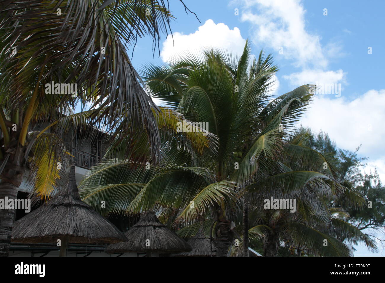 Palm trees on the beach in Mauritius Stock Photo - Alamy