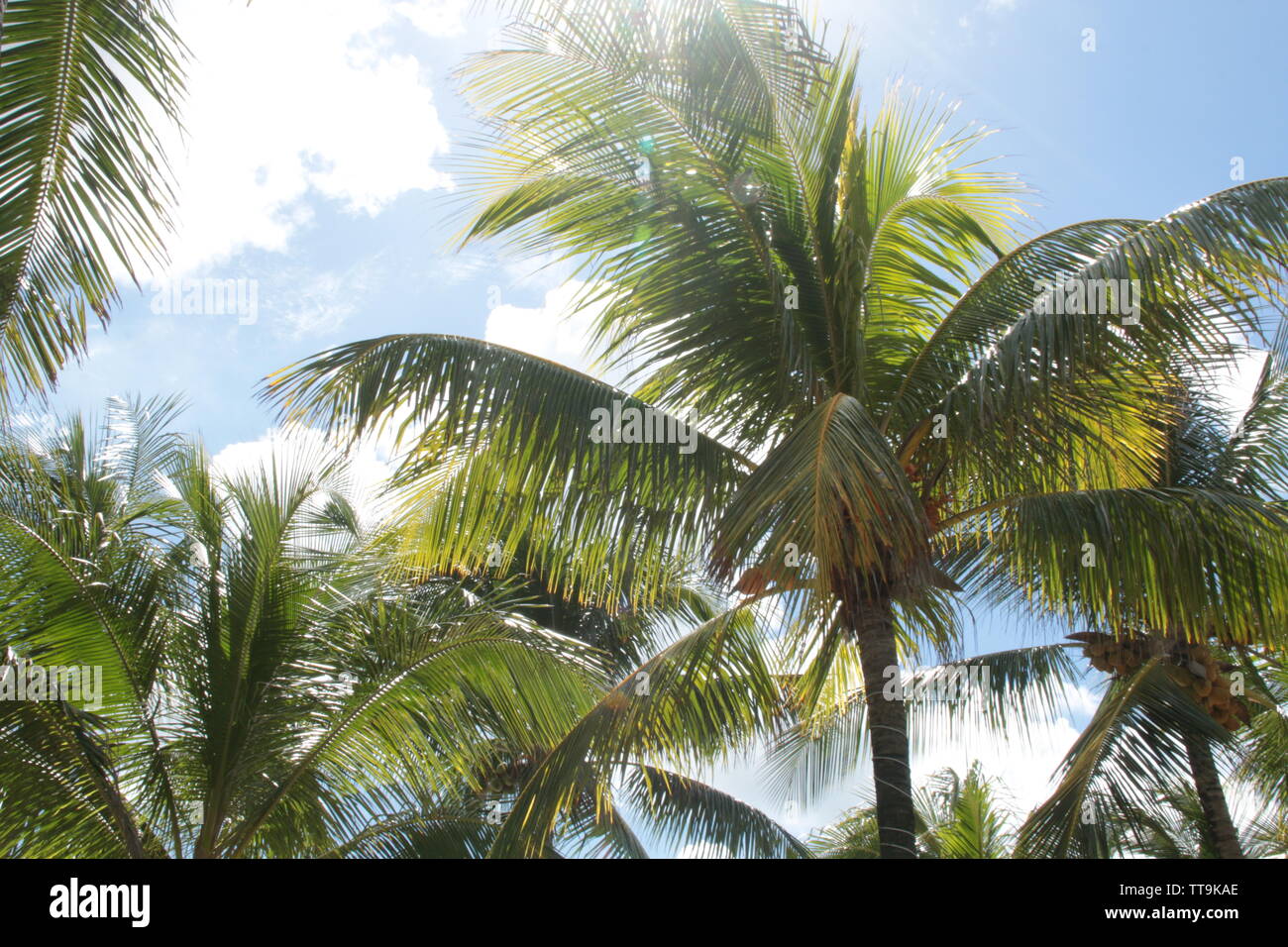 Palm trees on the beach in Mauritius Stock Photo - Alamy