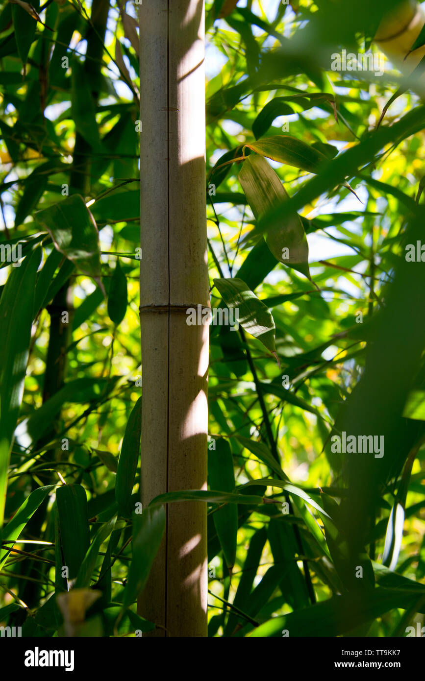 Thicket fence hi-res stock photography and images - Alamy