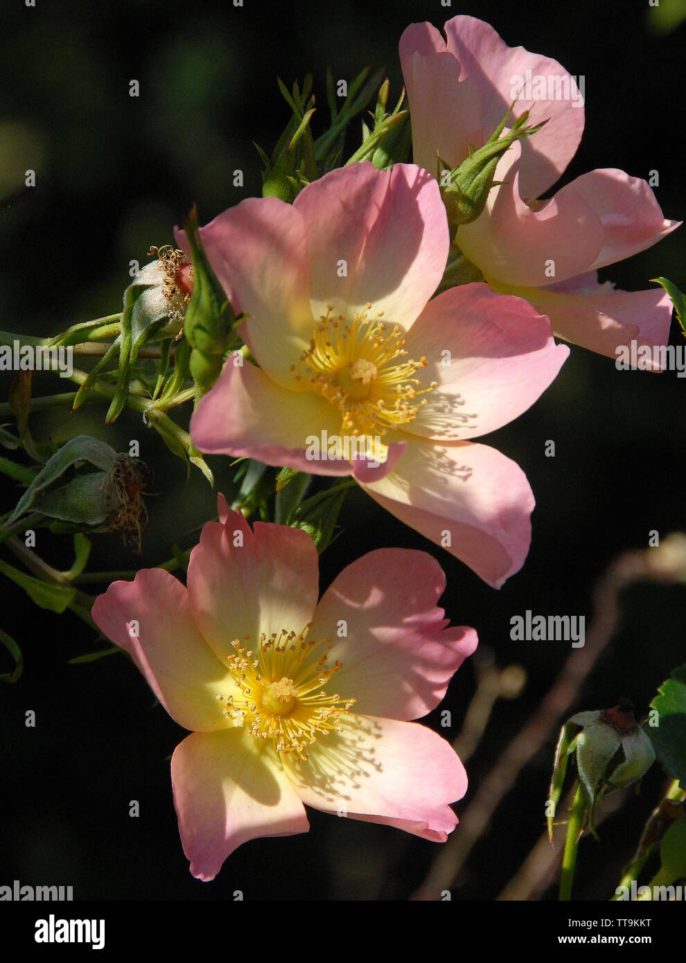 Rosa Canina or Dog Rose Stock Photo - Alamy