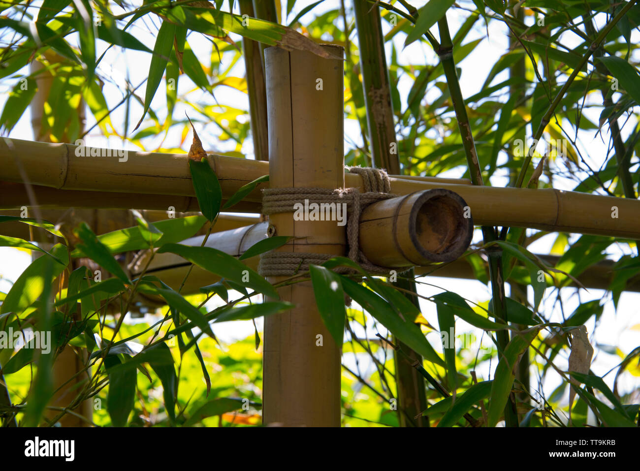 bamboo thicket, shoots, leafs and fence Stock Photo - Alamy