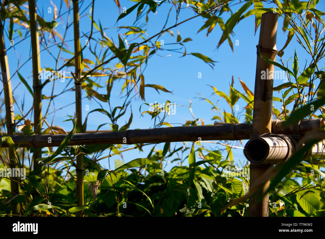 Thicket fence hi-res stock photography and images - Alamy
