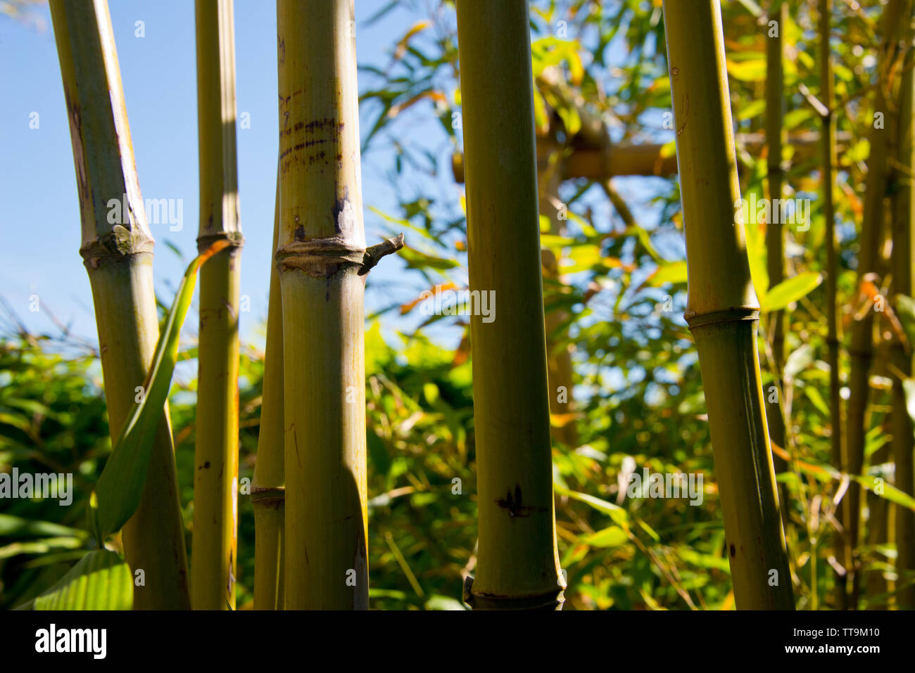 Thicket fence hi-res stock photography and images - Alamy