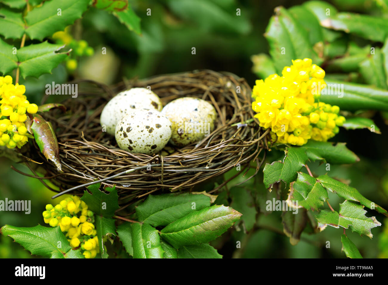 Wicker nest with eggs over green tree background Stock Photo - Alamy