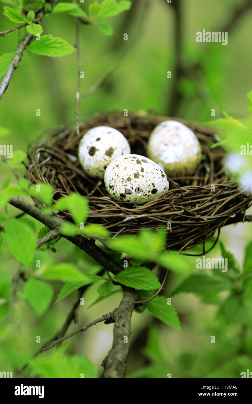 Wicker nest with eggs over green tree background Stock Photo - Alamy