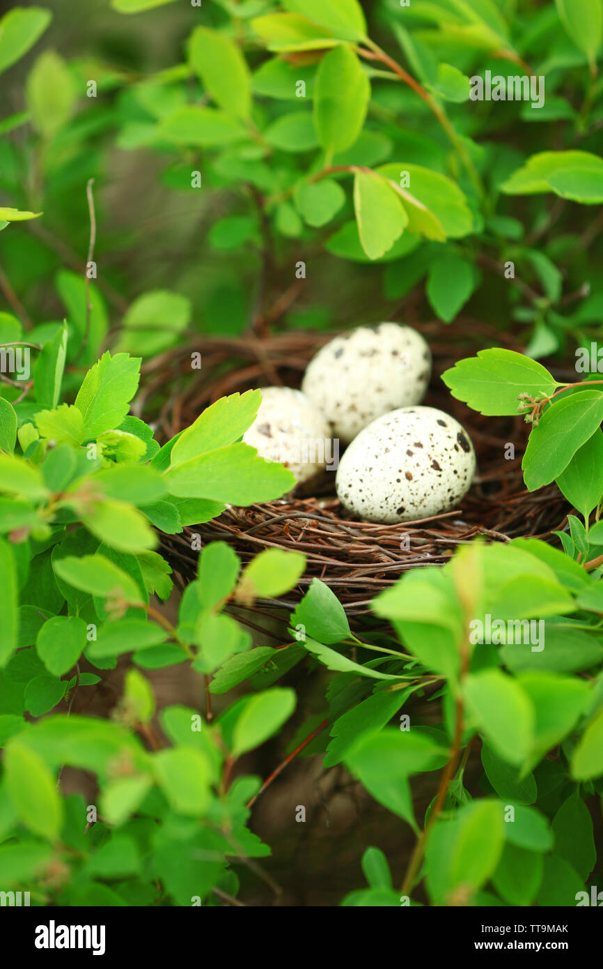 Wicker nest with eggs over green tree background Stock Photo - Alamy