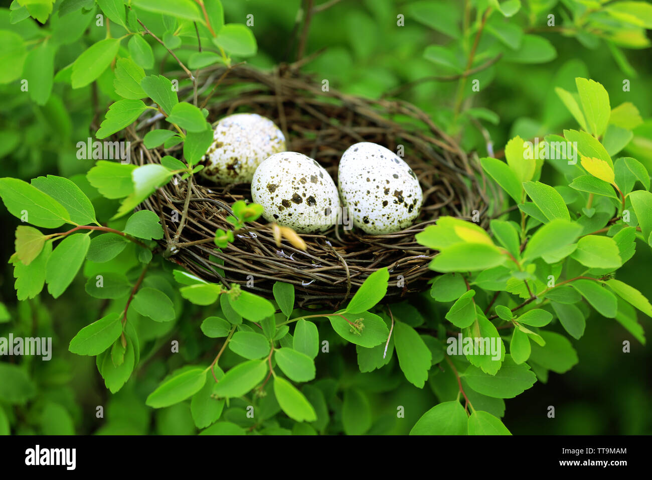 Wicker nest with eggs over green tree background Stock Photo - Alamy