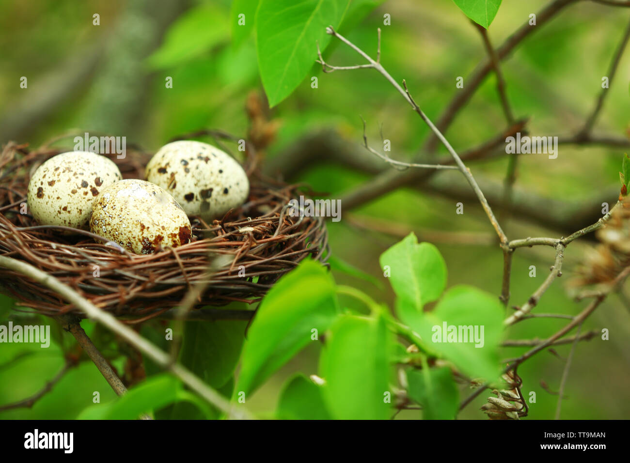 Wicker nest with eggs over green tree background Stock Photo - Alamy