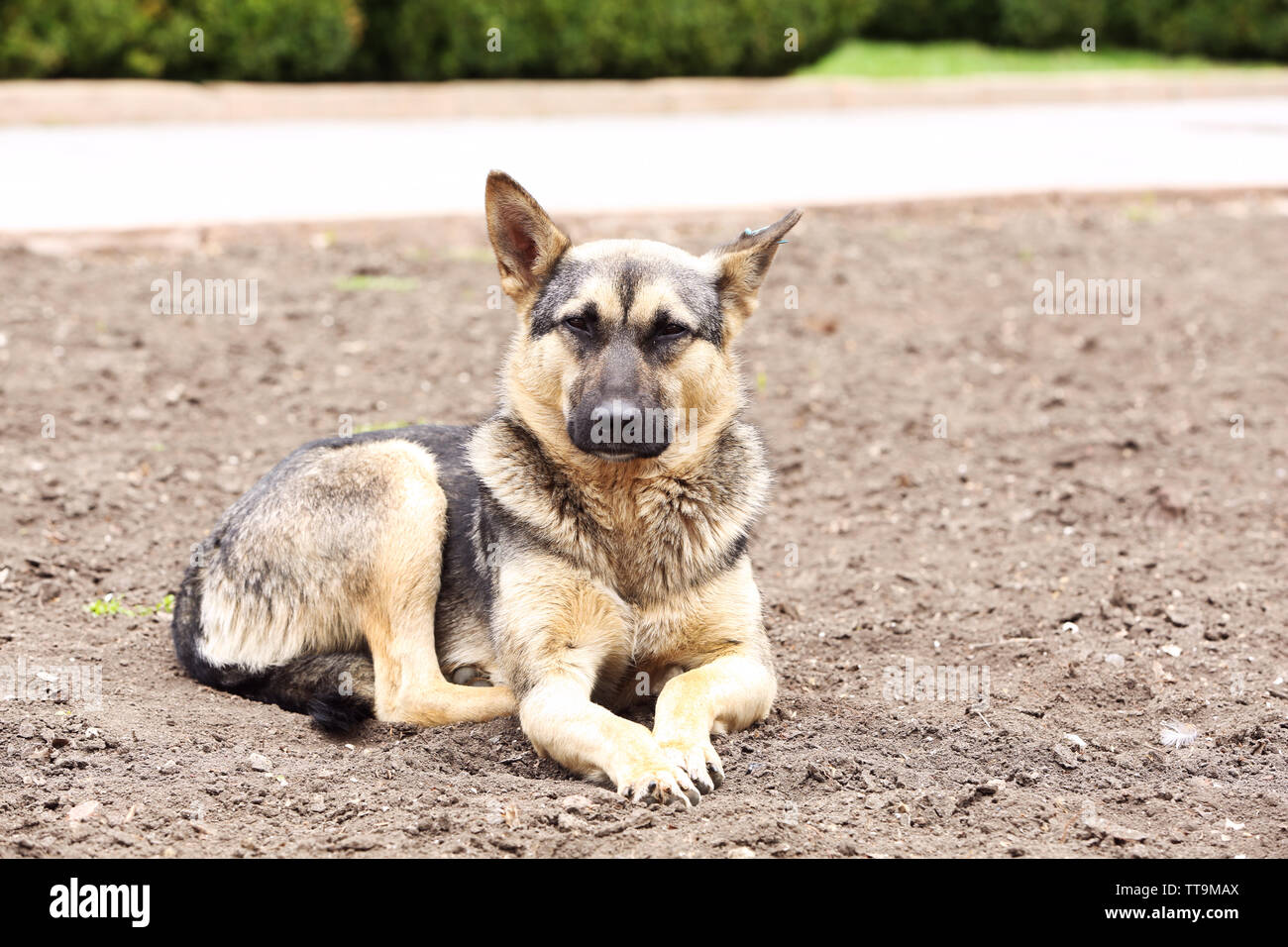 Stray dog, outdoors Stock Photo - Alamy