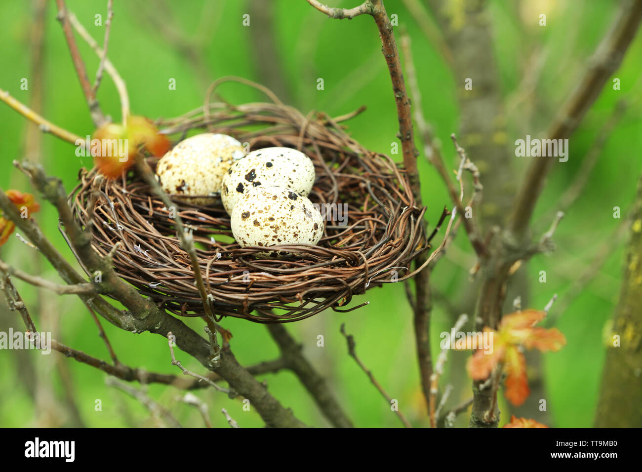 Wicker nest with eggs over tree branches background Stock Photo - Alamy