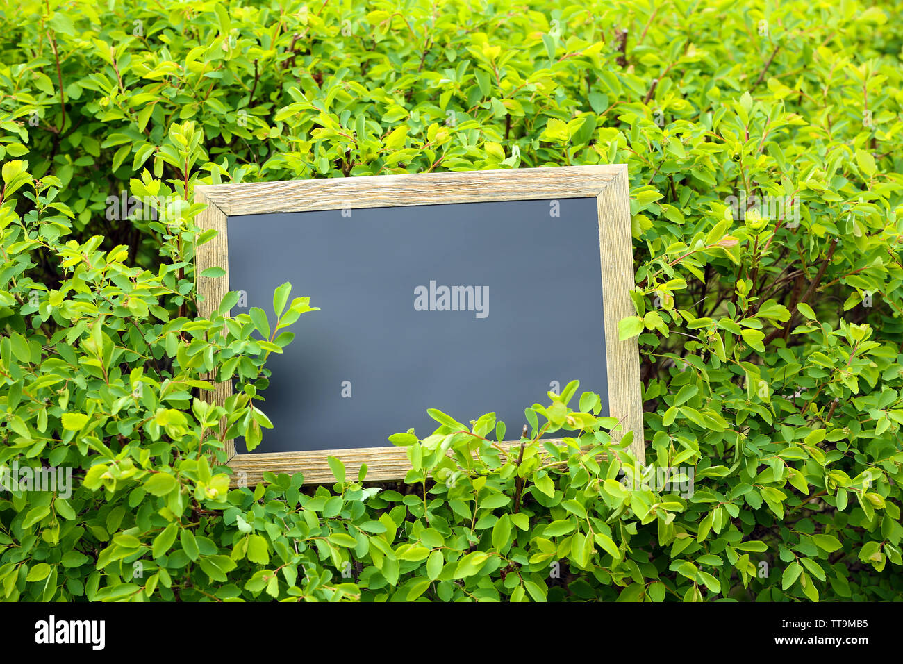 Photo frame over green bush background Stock Photo - Alamy