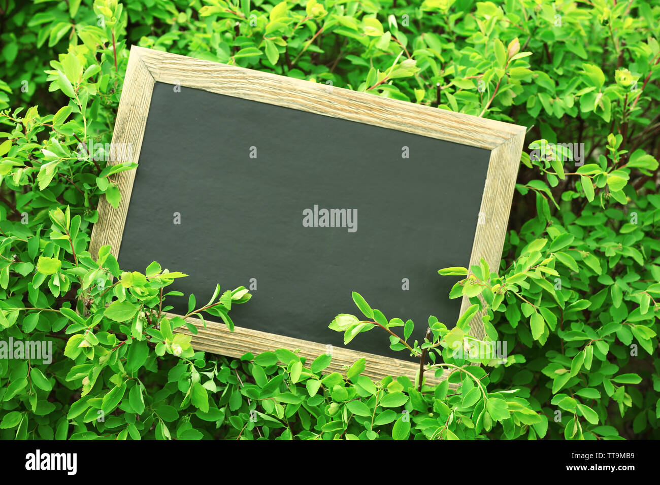 Photo frame over green bush background Stock Photo - Alamy