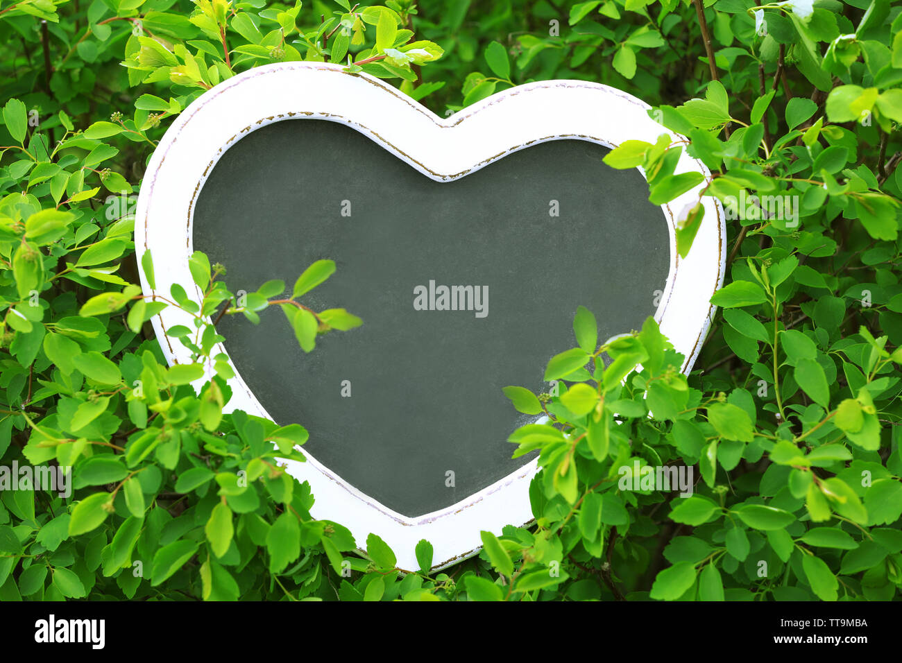Photo frame over green bush background Stock Photo - Alamy