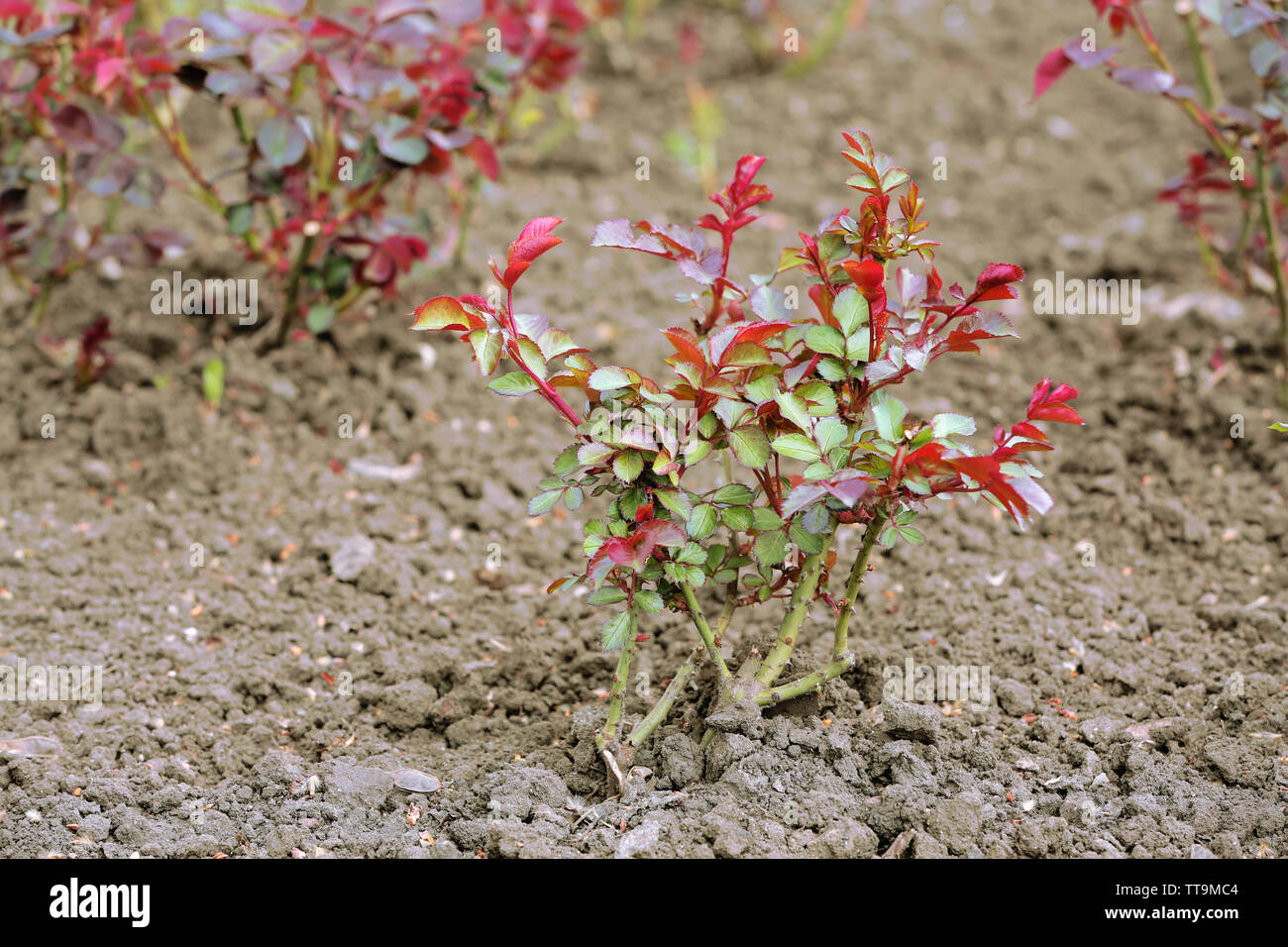 Planted bush of roses over soil background Stock Photo - Alamy