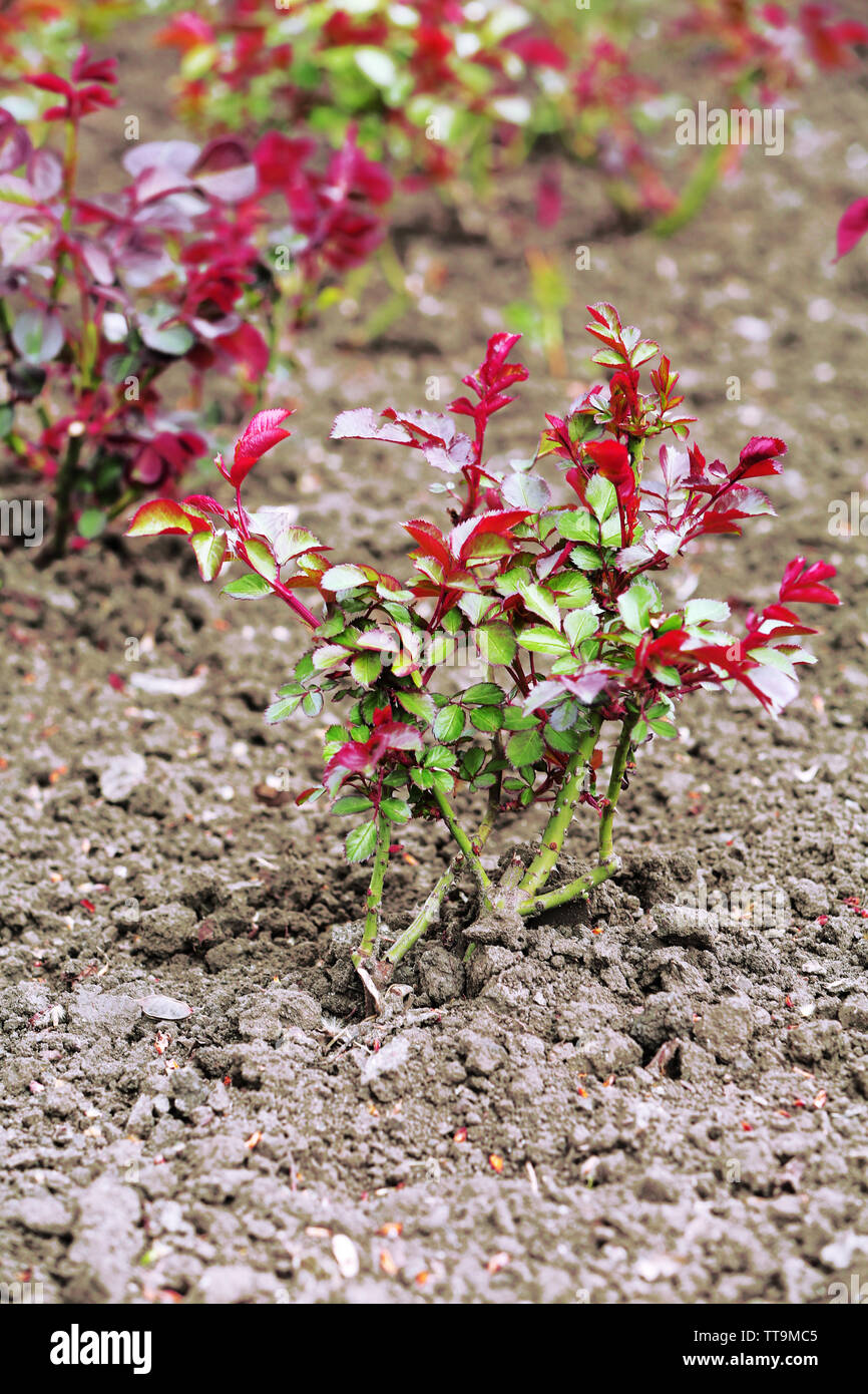 Planted bush of roses over soil background Stock Photo - Alamy