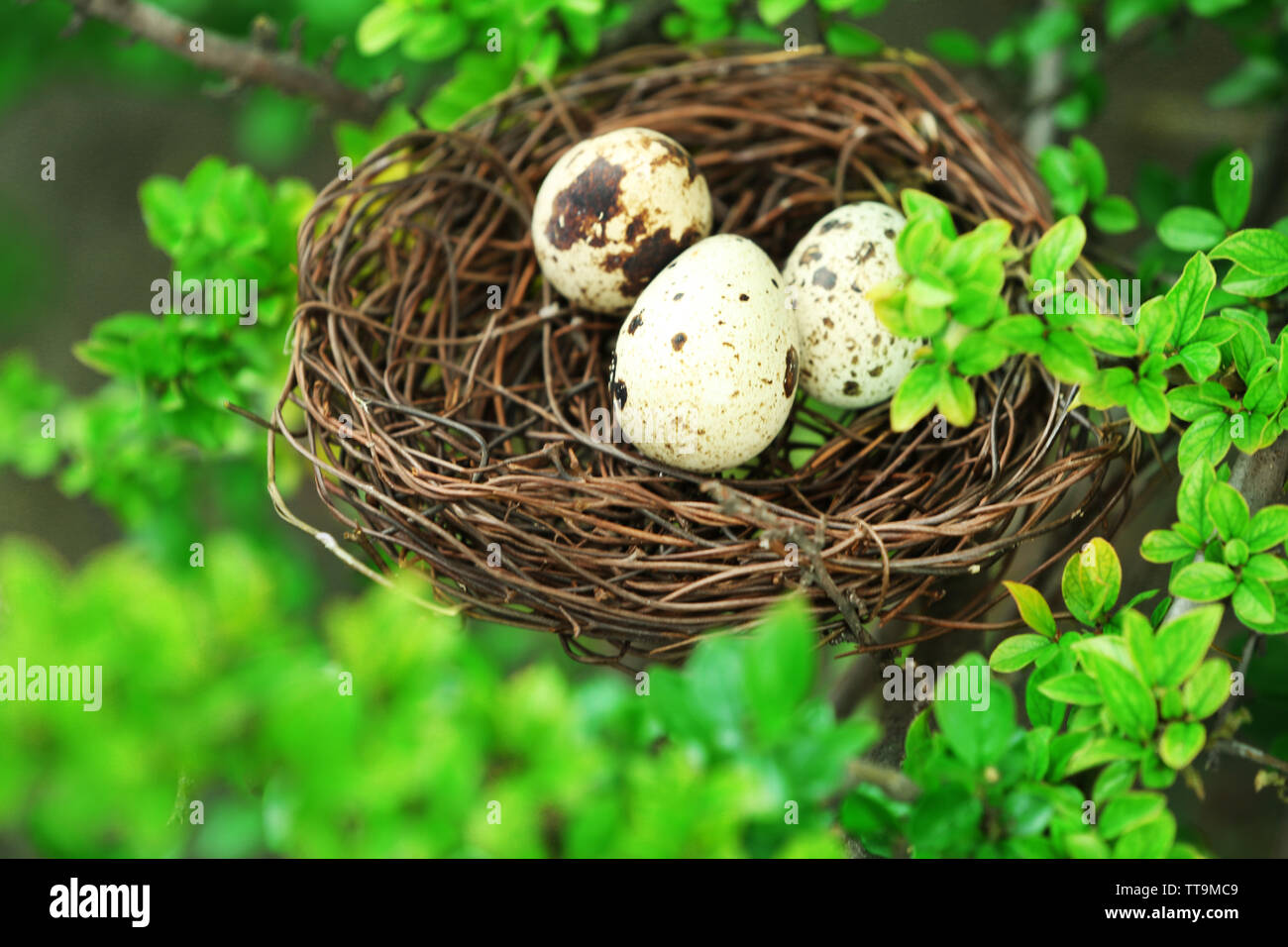 Wicker nest with eggs over green tree background Stock Photo - Alamy