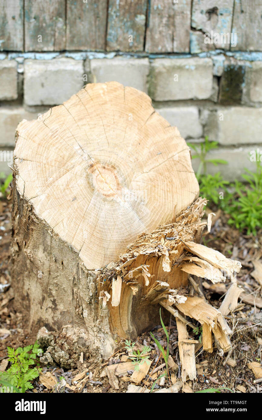 Tree stump close-up Stock Photo - Alamy