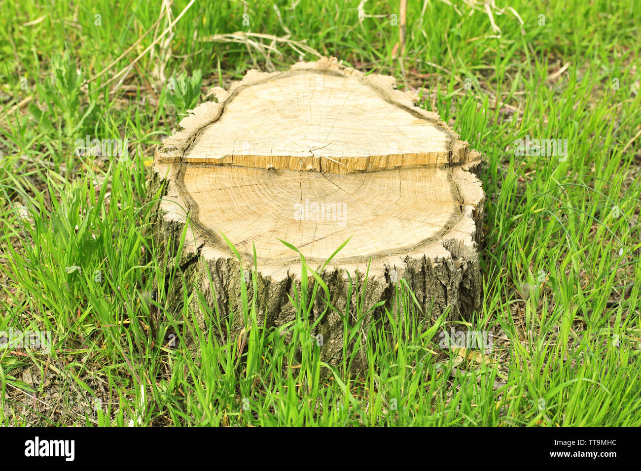 Tree stump close-up Stock Photo - Alamy