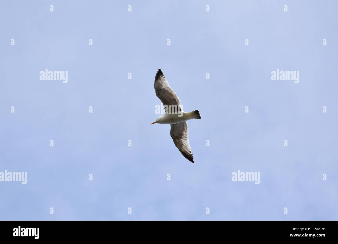 Stunning look at the wingspan of a seagull flying in England Stock ...