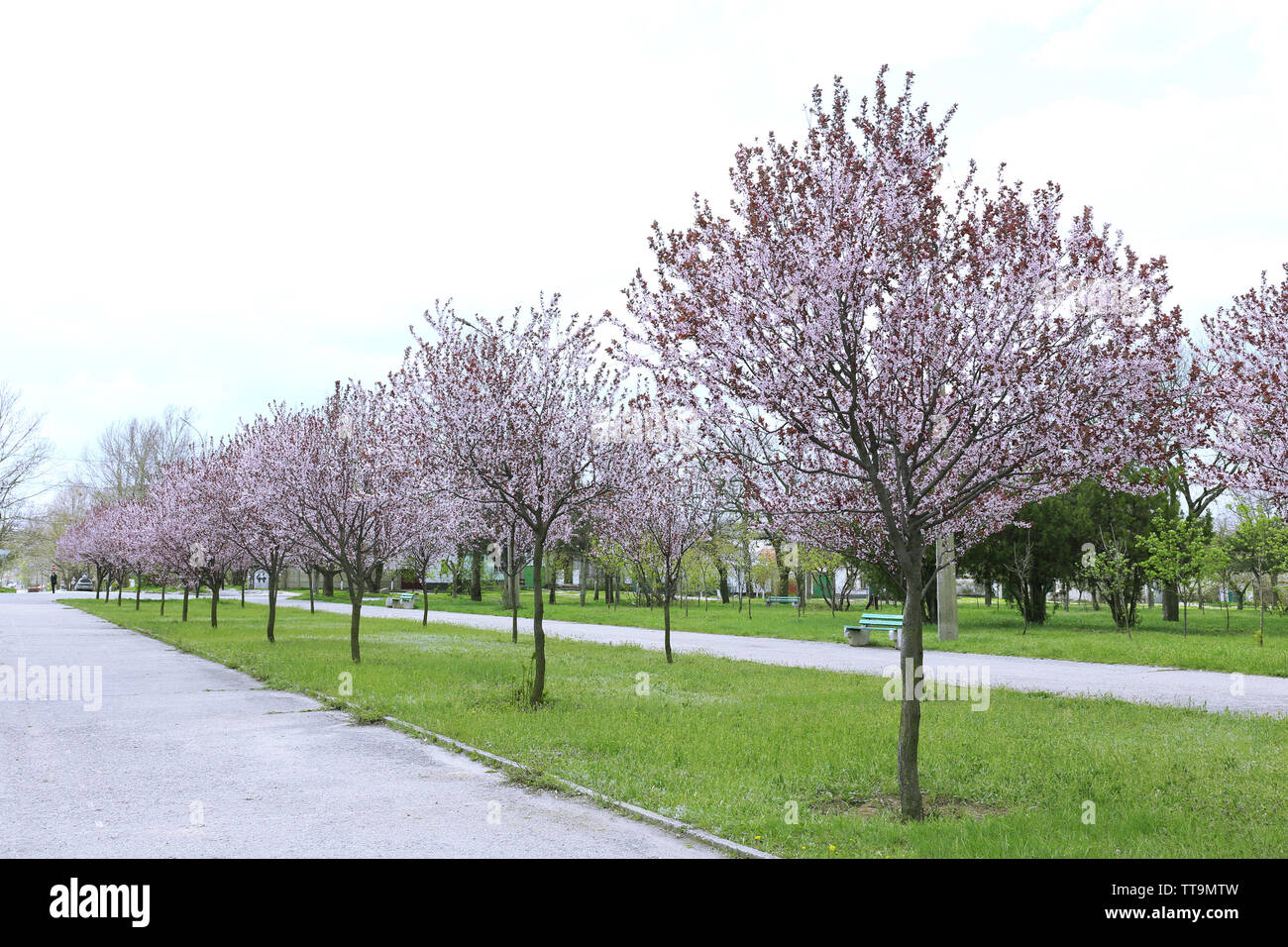 Beautiful flowering trees in park Stock Photo - Alamy