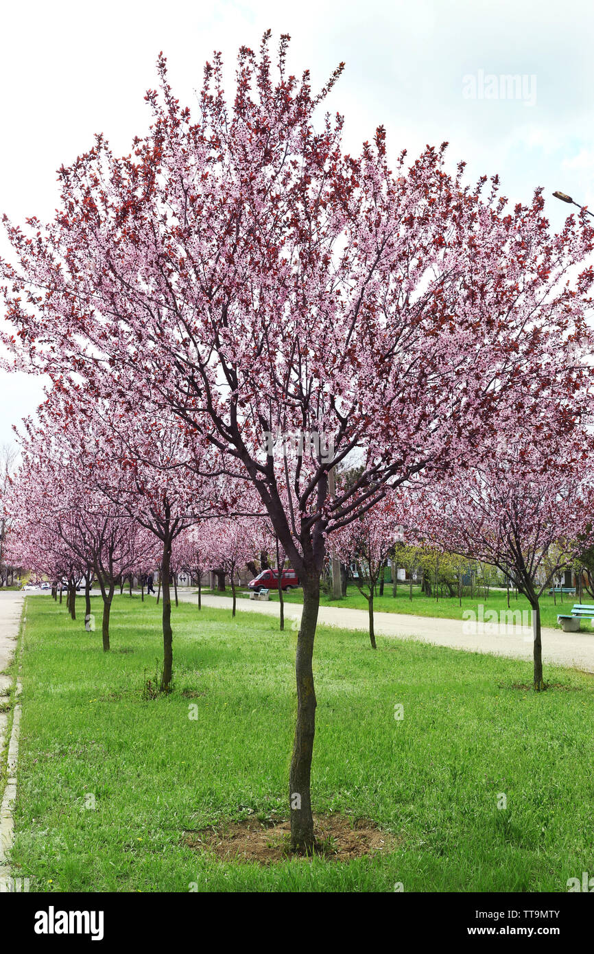 Beautiful flowering trees in park Stock Photo - Alamy