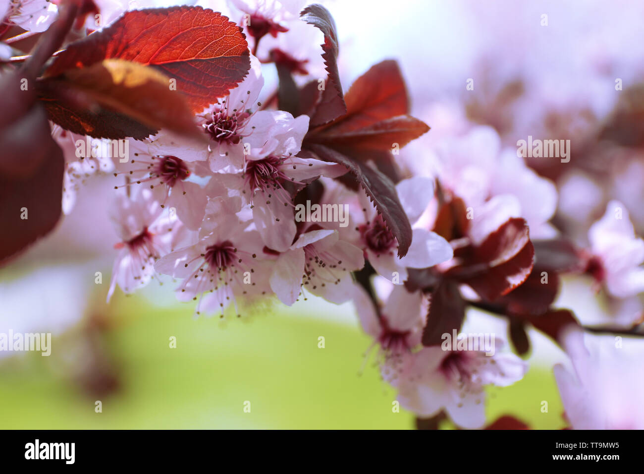 Branches of flowering tree, closeup Stock Photo - Alamy