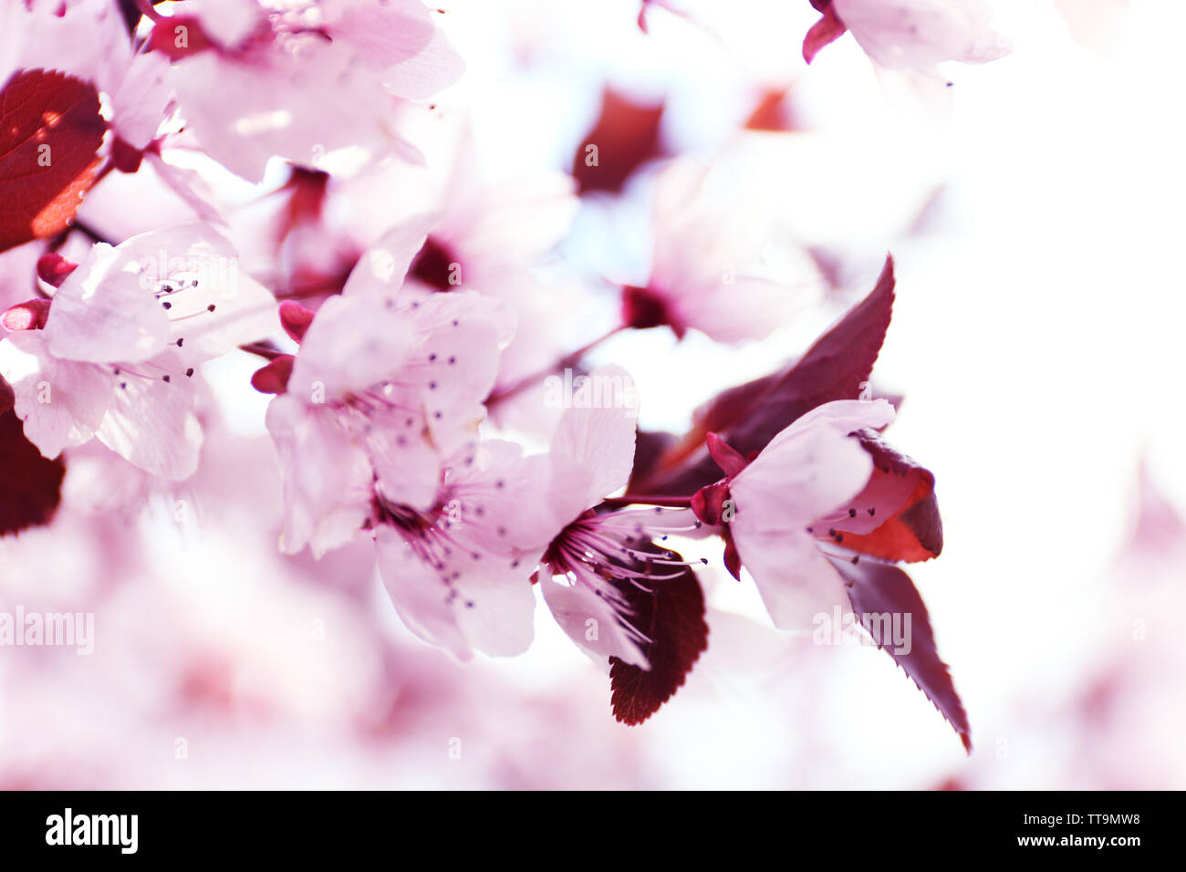Branches of flowering tree, closeup Stock Photo - Alamy