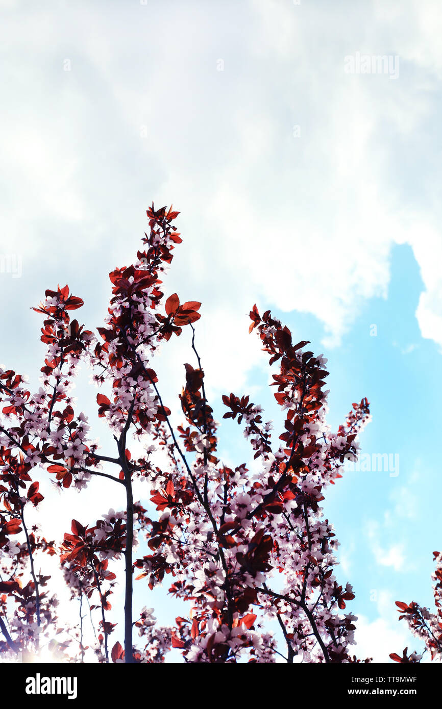 Beautiful flowering tree on blue sky background Stock Photo - Alamy