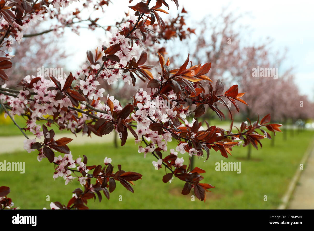 Beautiful flowering trees in park Stock Photo - Alamy