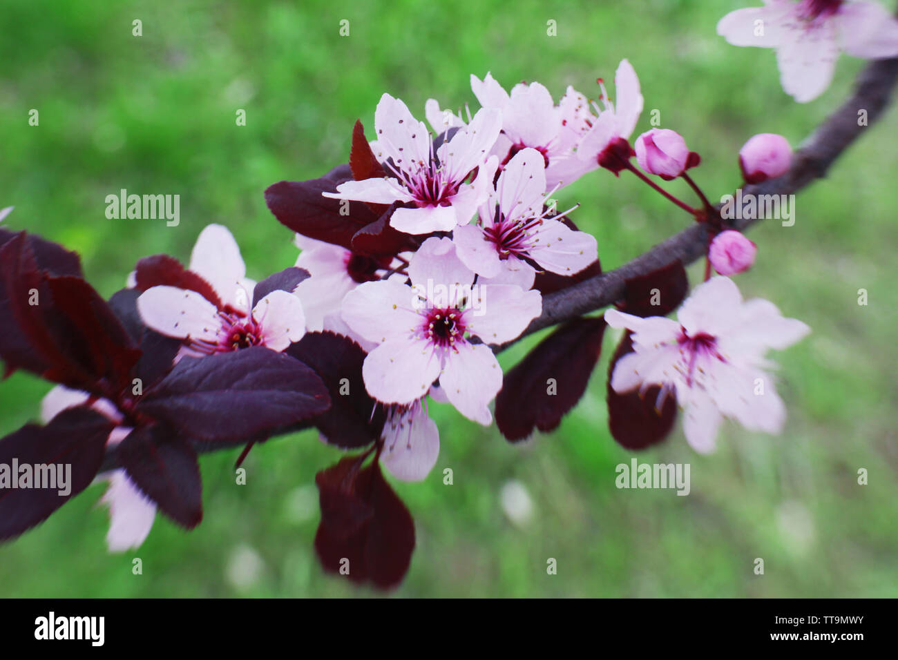 Branches of flowering tree, closeup Stock Photo - Alamy